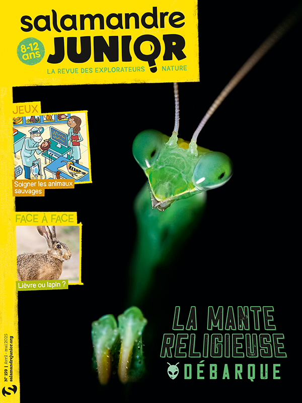 La mante religieuse débarque (n°159) > Boutique - Salamandre > Boutique ...