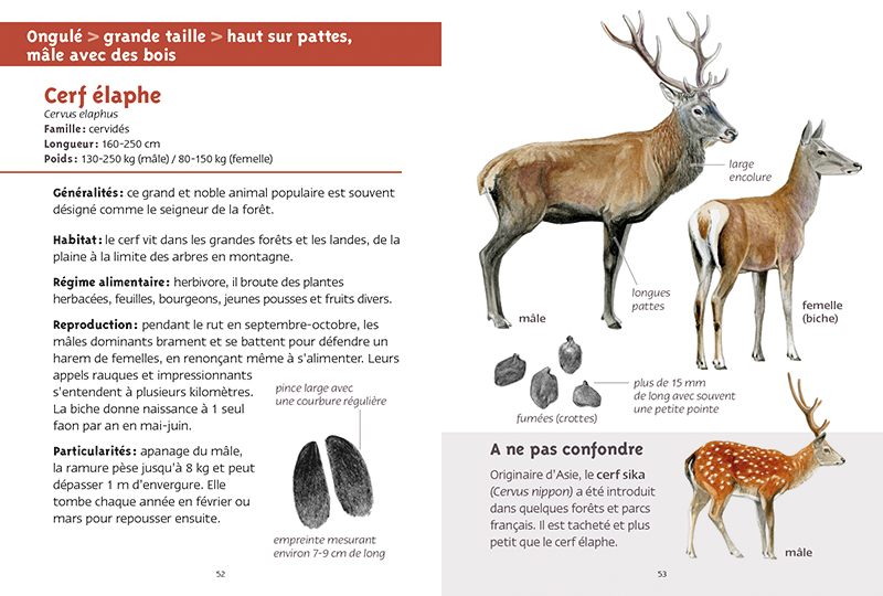 Les petits livres de la nature - Gros mammifères > Boutique ...